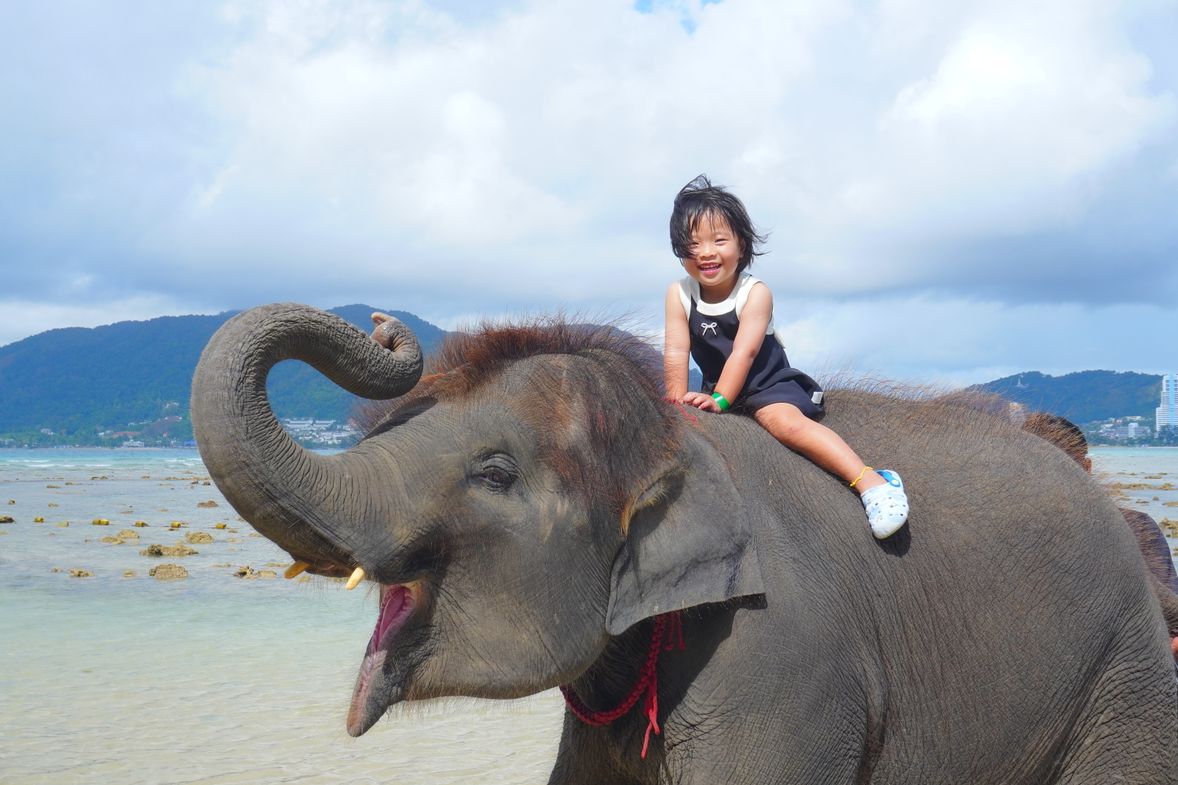 Swim and Photo with Elephants in the sea (Phuket)