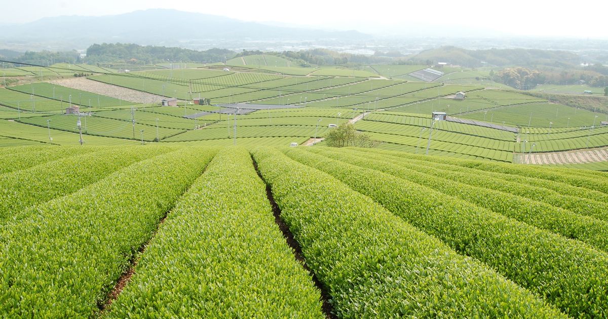 YokaBus Heritage in a Cup Yame Tea and Sake Tasting Expedition