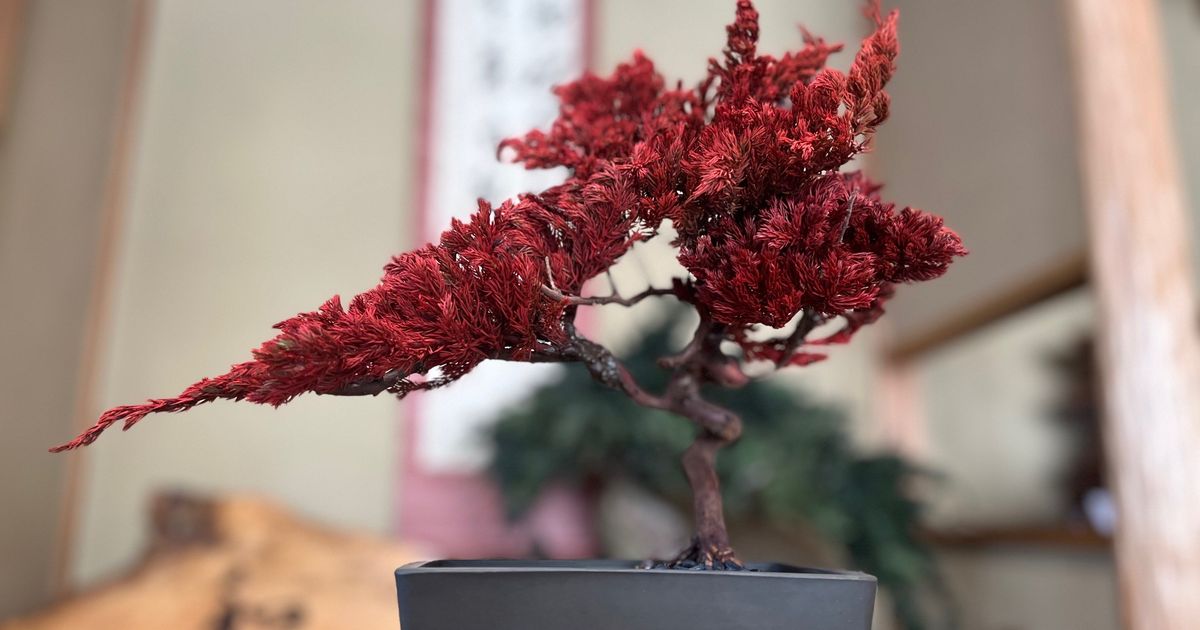 Dry Bonsai Workshop Tour