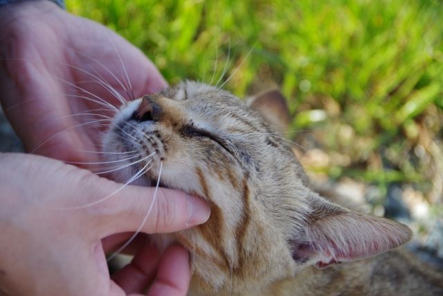 Cat Lovers Delight Explore Ainoshima Island Fukuoka