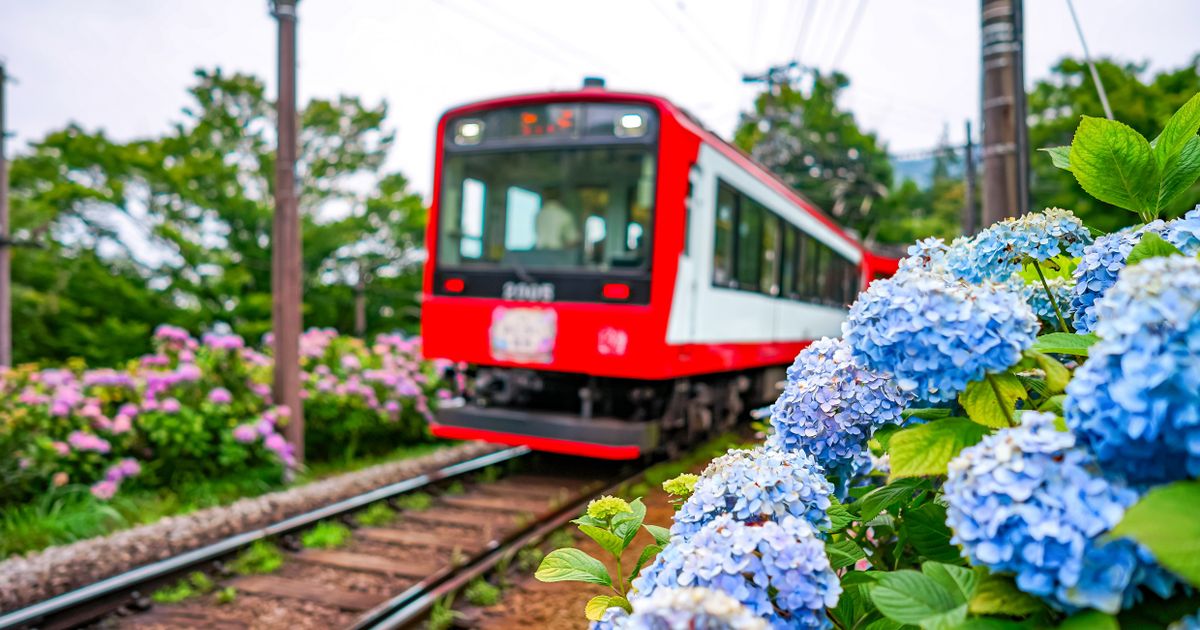 Romantic Hakone Day Tour: Hydrangea Train, Pirate Ship & Lunch at Hotel ...