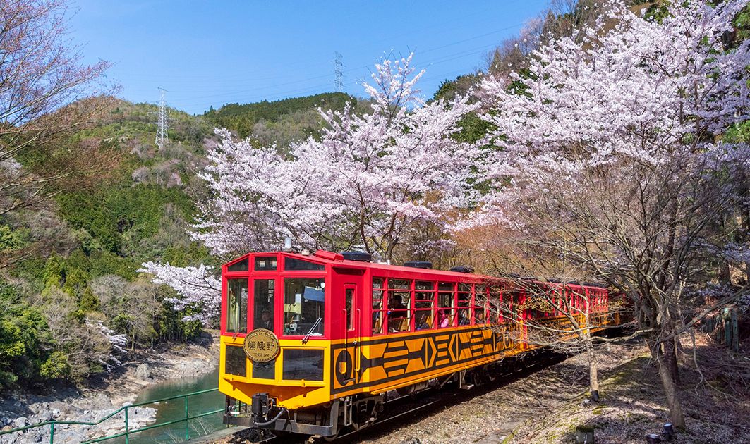 Sagano Romantic Train For Spring in Arashiyama Bus Tour