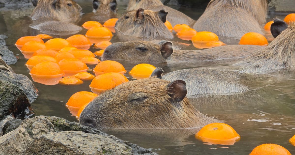 Mt.Omuro & Capybara Cuddles Tour From Tokyo