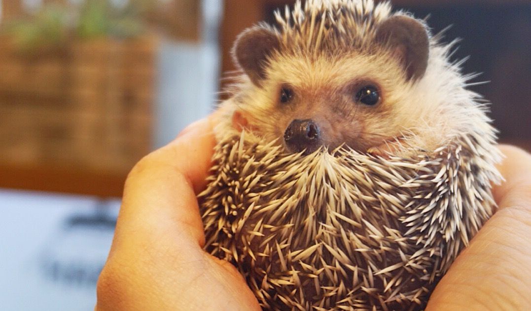 Hedgehog Cafe in Harajuku