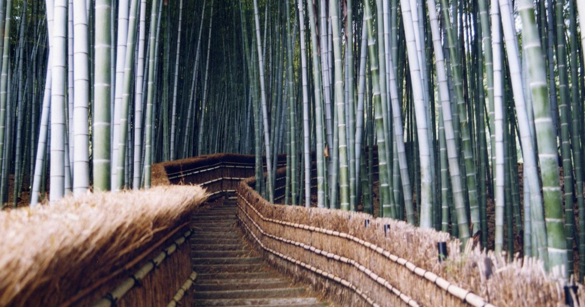 Kyoto Sagano Bamboo Grove & Arashiyama Walking Tour