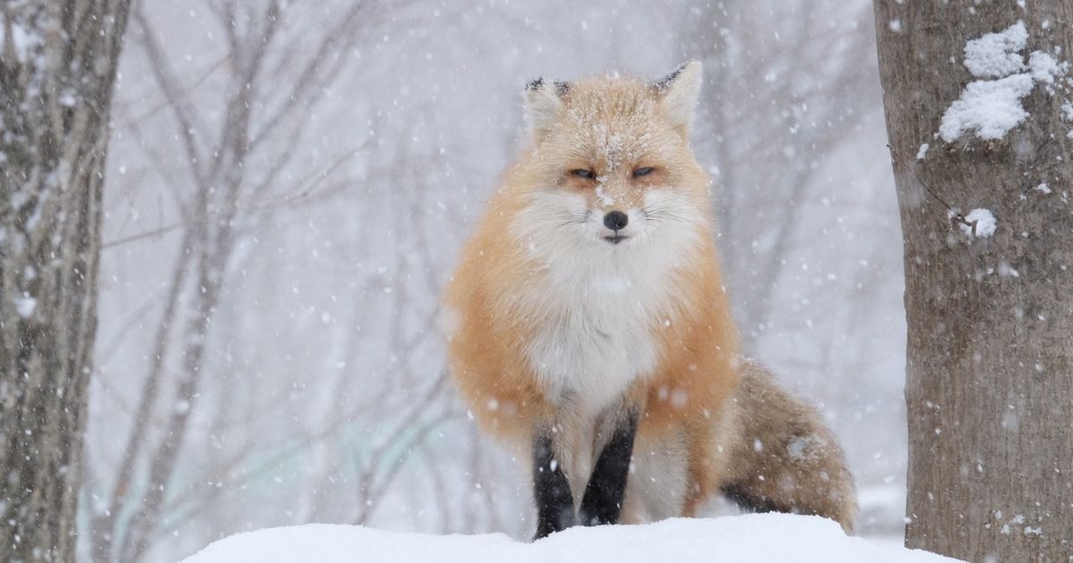 Zao Fox village 1Day Bus Tour with Fruits picking