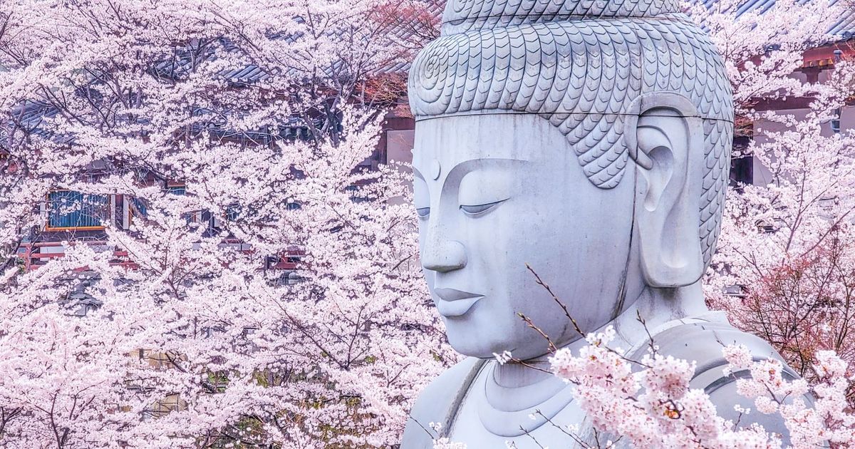 大阪出發 櫻花襯托大佛!吉野山採草莓之旅