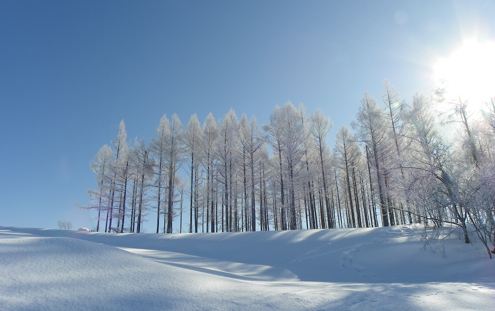 [Hokkaido Furano] Photo point privete tour