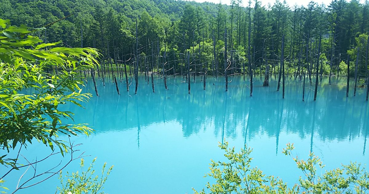 [Hokkaido Furano] Photo point Furano guide private tour